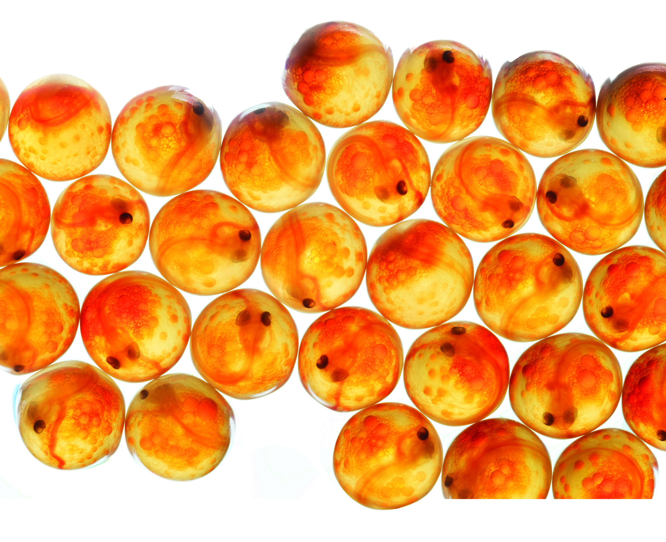 Ecofisk choose us for a five-year genetics contract - Benchmark Genetics